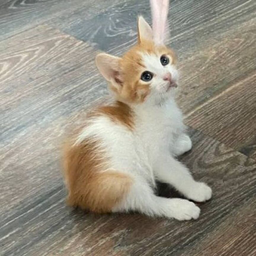 Рыжий котенок от домашней кошки
