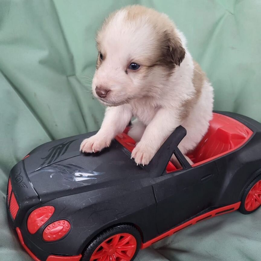 Собака, щенок в добрые руки