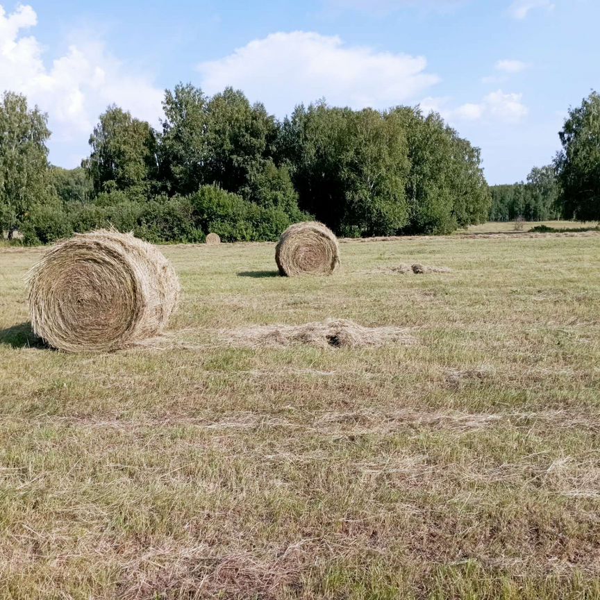 Продам сено в рулонах