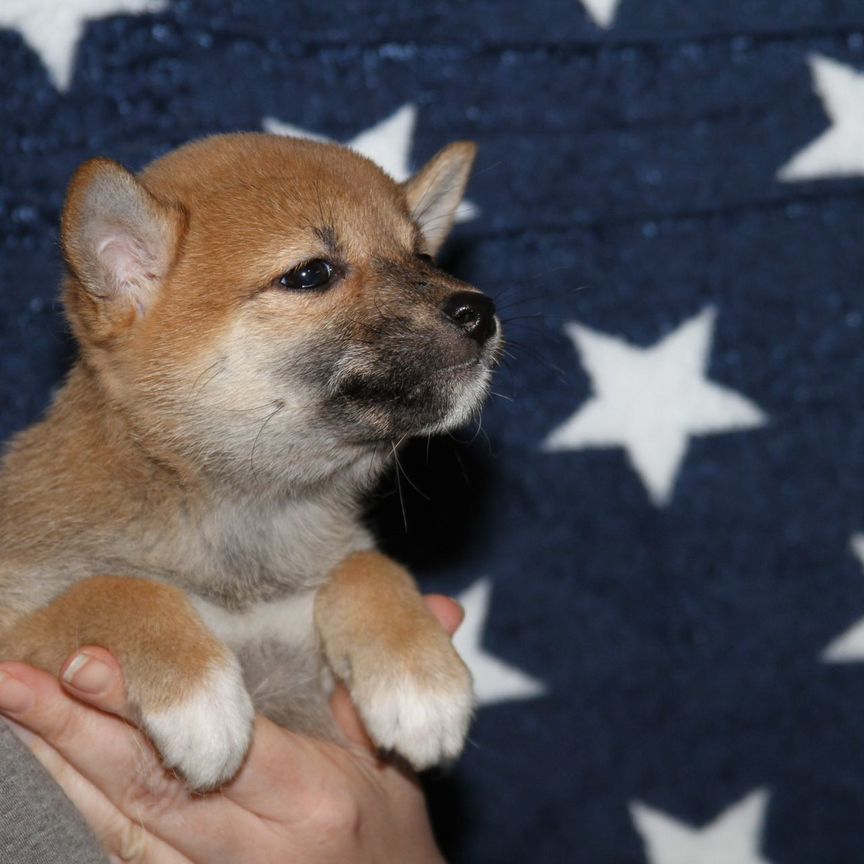 Сиба ину девочка