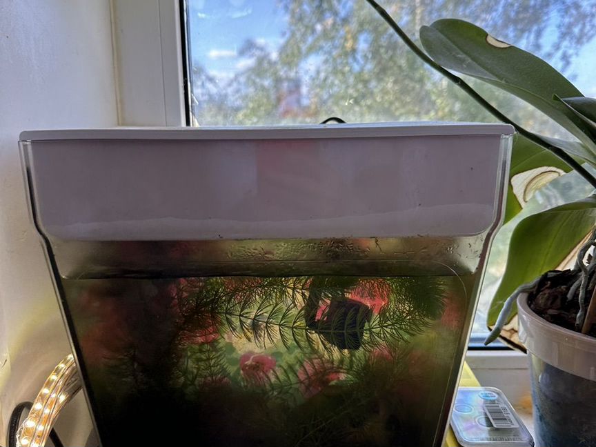 Акваферма + ампулярии