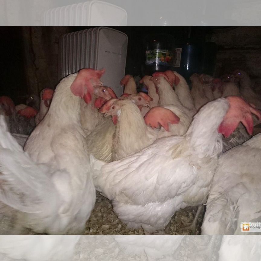 Куры несушки продам
