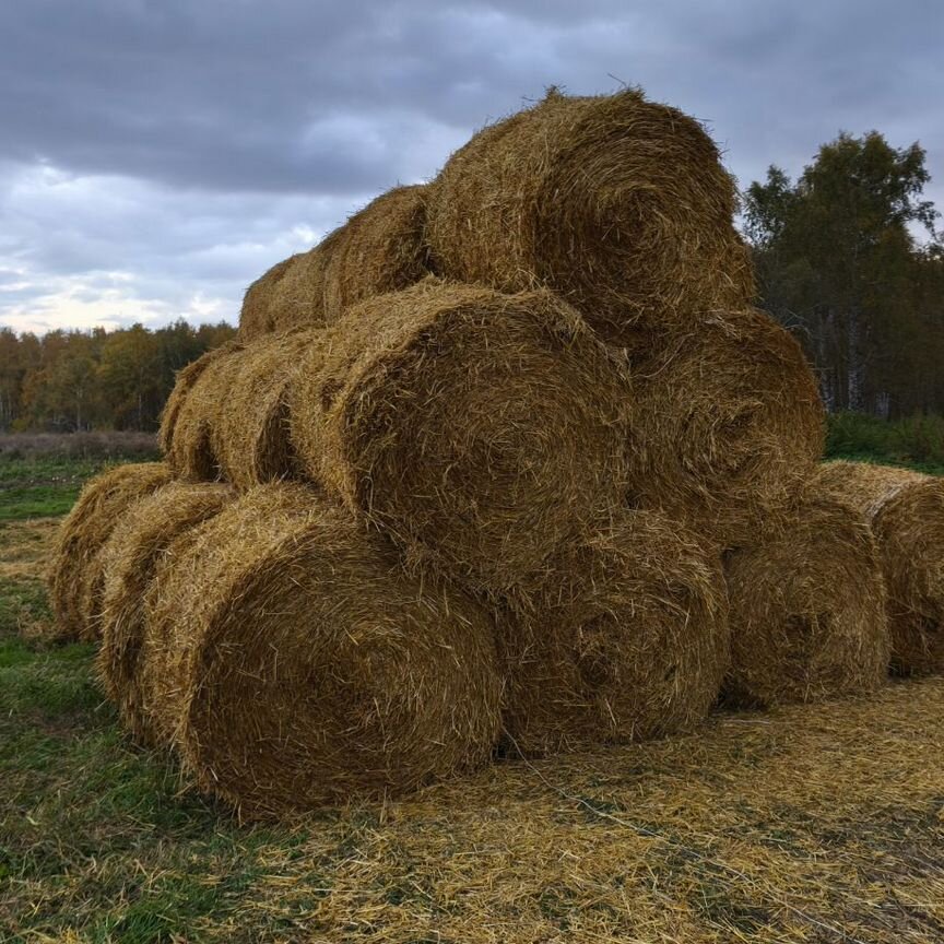 Солома