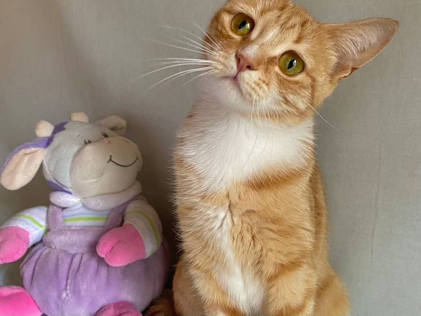 Самая сладкая кошечка