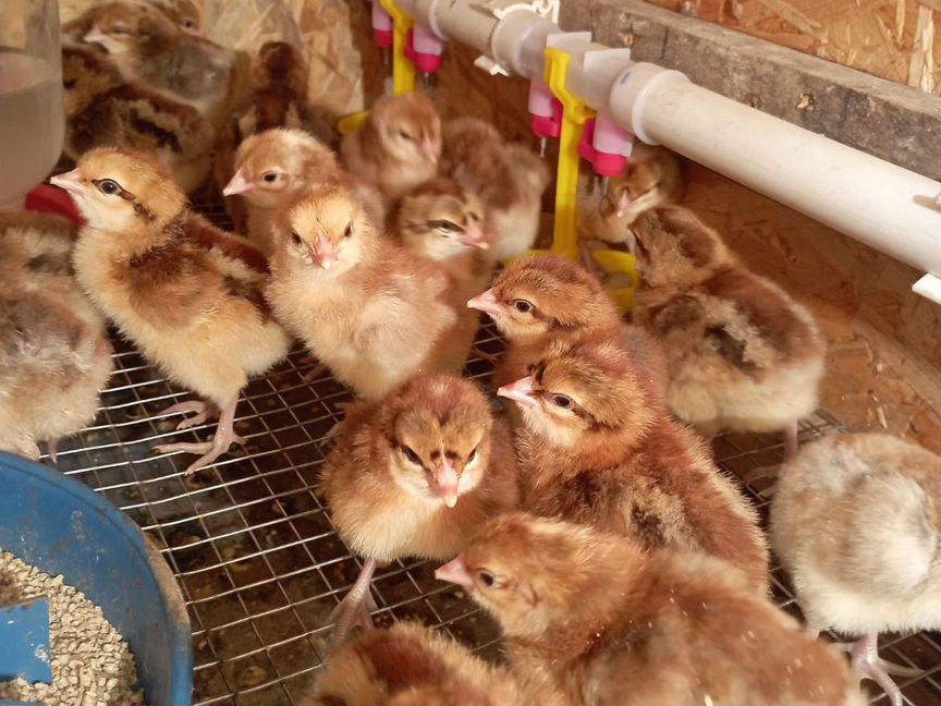 Цыплята белефельдер