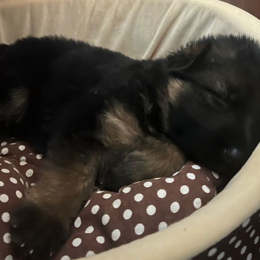 Немецкая овчарка, щенок