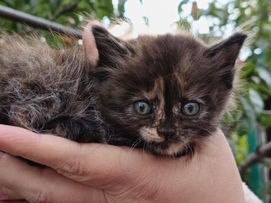 Кошка в дар