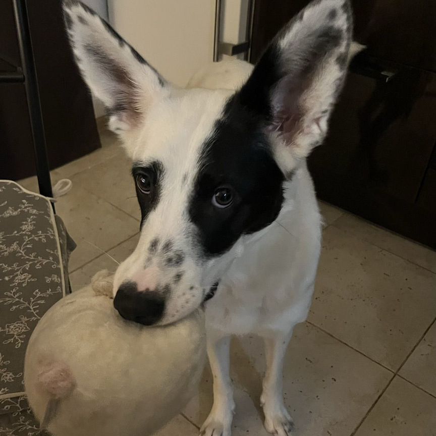 Собака - красотка ищет дом (овчарка)