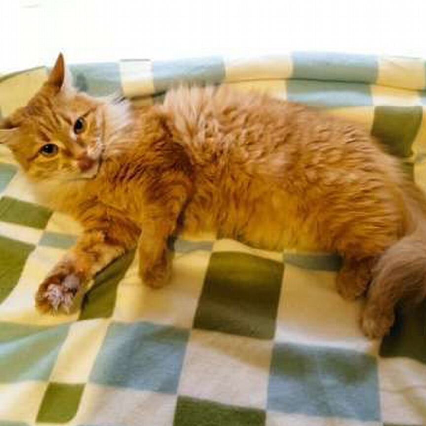 Взрослая, кошка в добрые руки