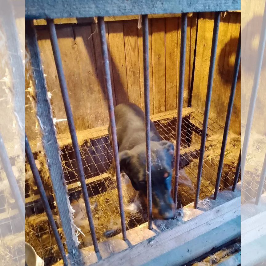 Немецкий охотничий терьер, щенок