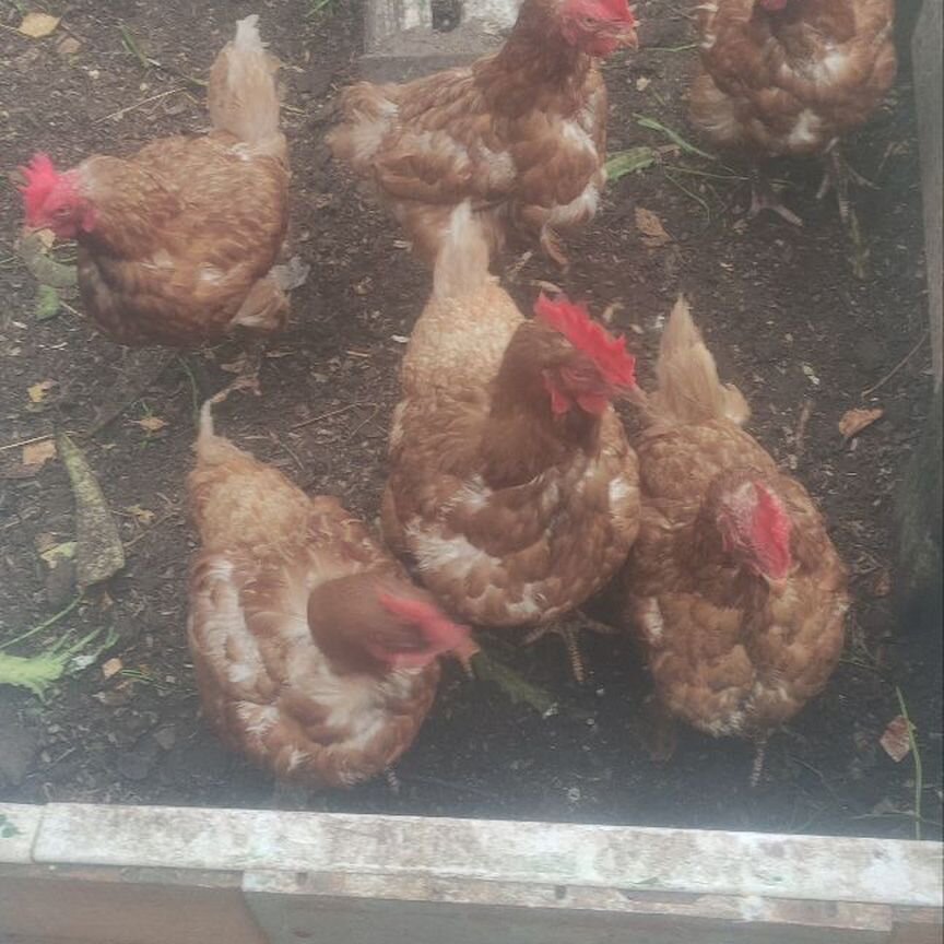Куры несушки продам