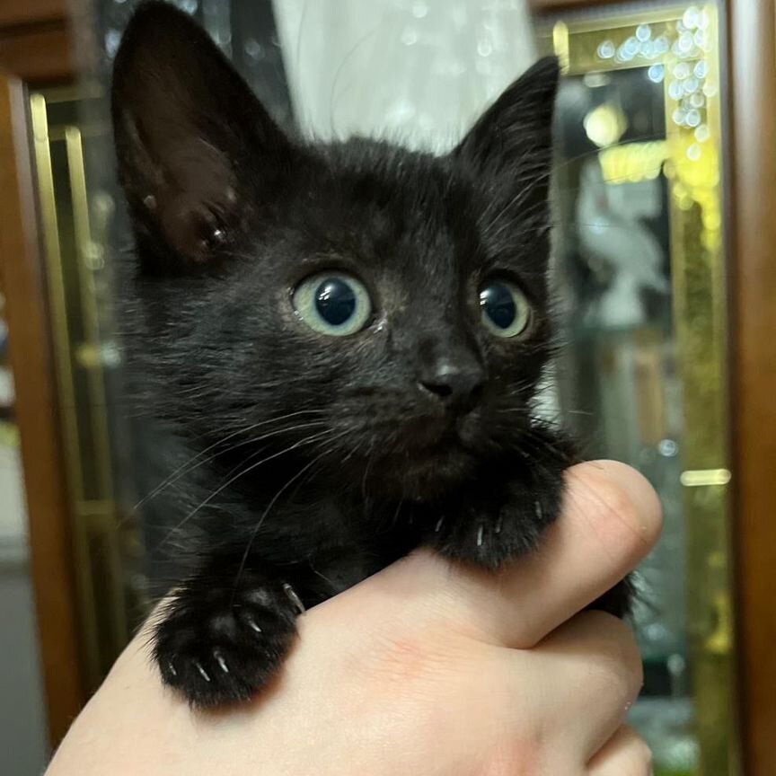 Черный котенок в добрые руки бесплатно