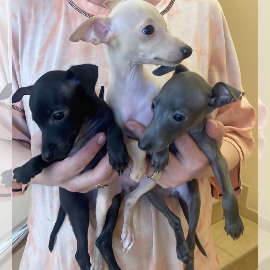 Девочки левреточки