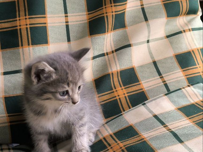 Отдам 2 кошечек