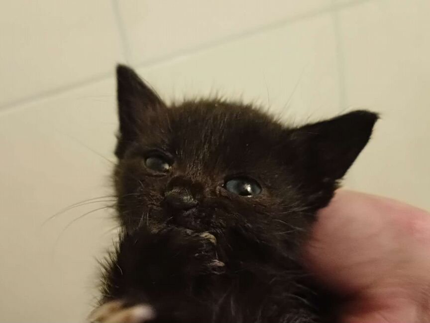 Котёнок чёрное чудо