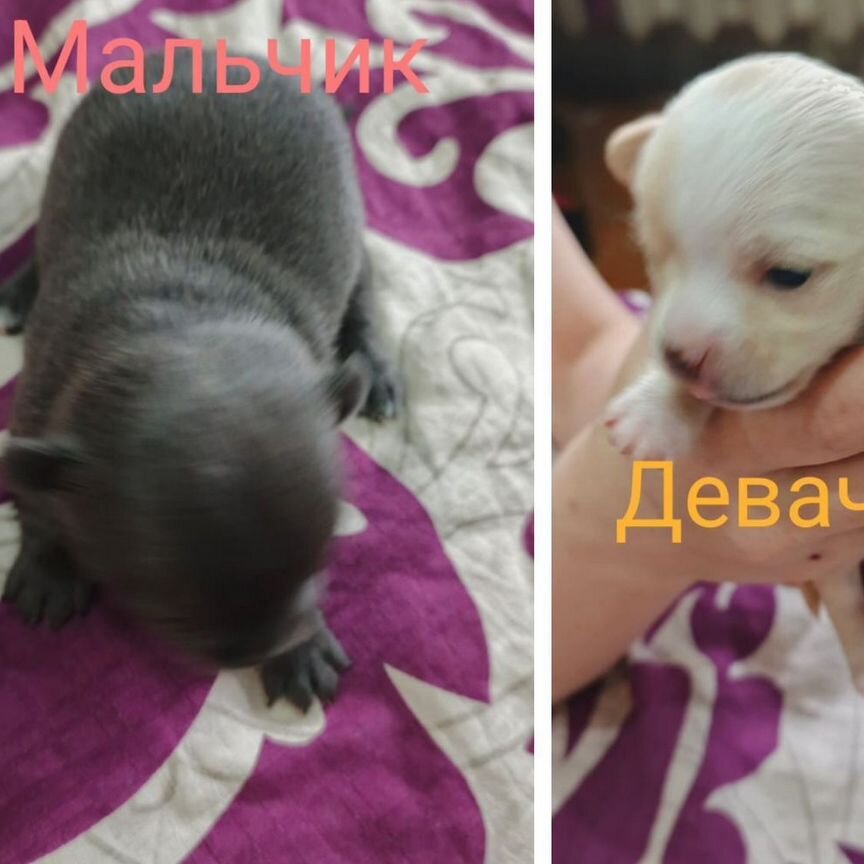 Чихуахуа, щенок