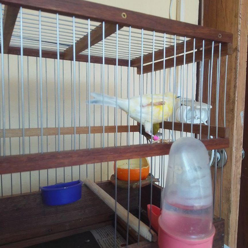 Кенар овсяночного напева