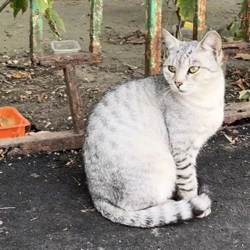 Кошки метиски серебрянная шиншилла