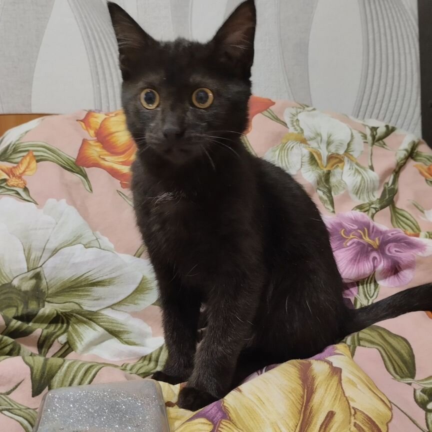 Игривый котик в добрые руки