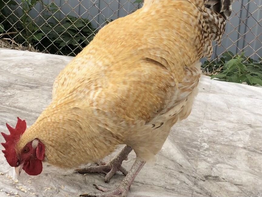 Нидерайнер, нидерхайнер петушки