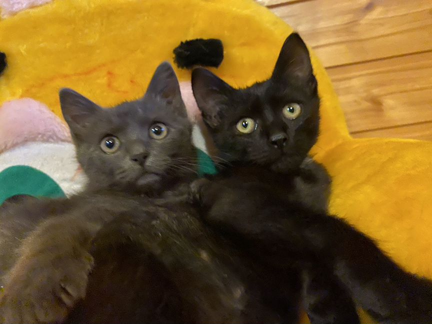 Котята в добрые руки даром