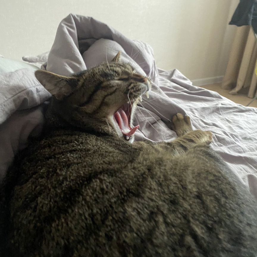 Кошечка в добрые руки