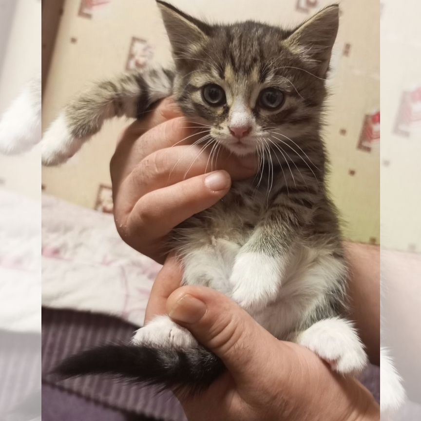 Котёнок в добрые руки