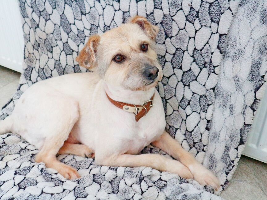 Собака в добрые руки