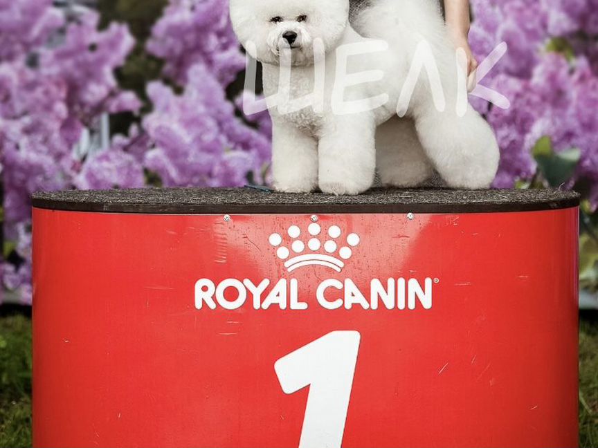 Бишон Фризе. Вязка