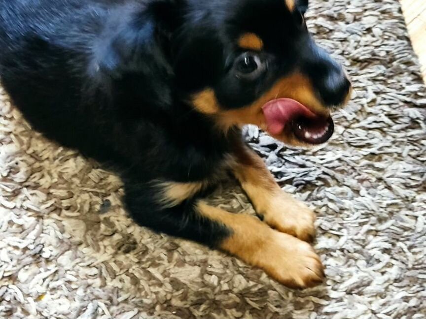 Продам той терьера