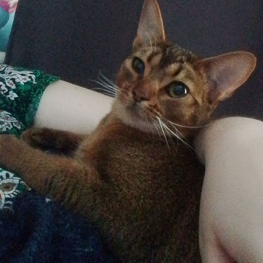 Абиссинский котёнок