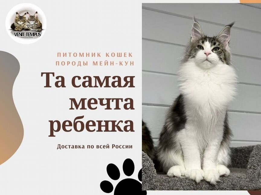 Котенок