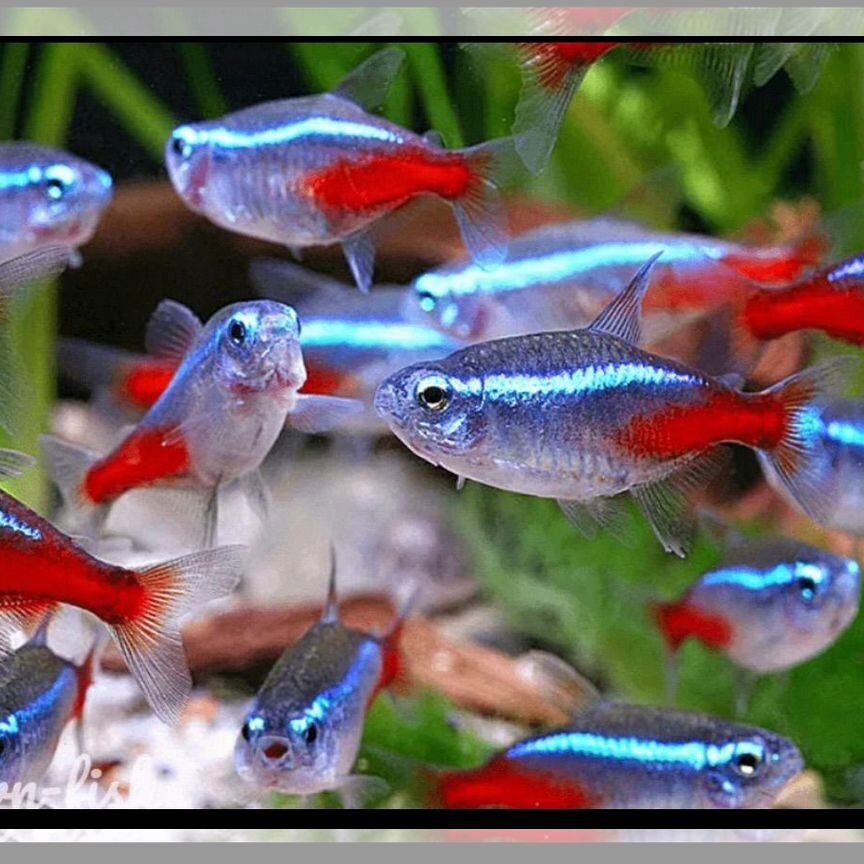 Неон голубой