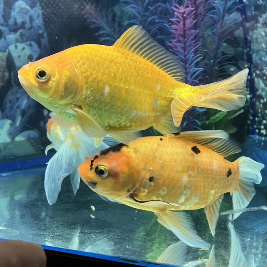 Аквариум с рыбками