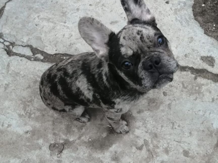 Французский бульдог щенок