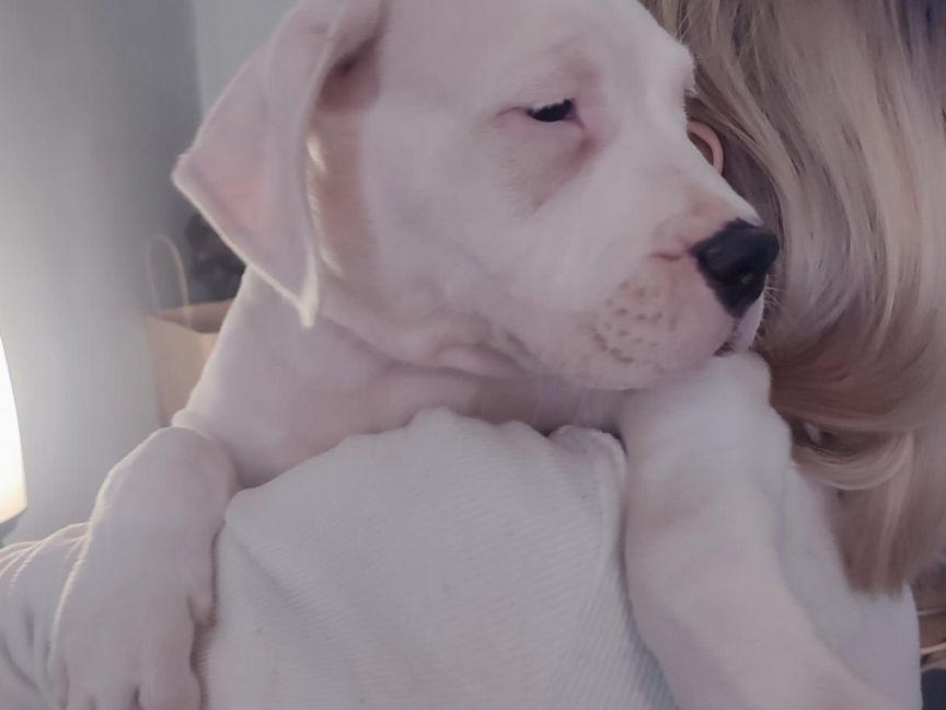 Щенки аргентинского дога