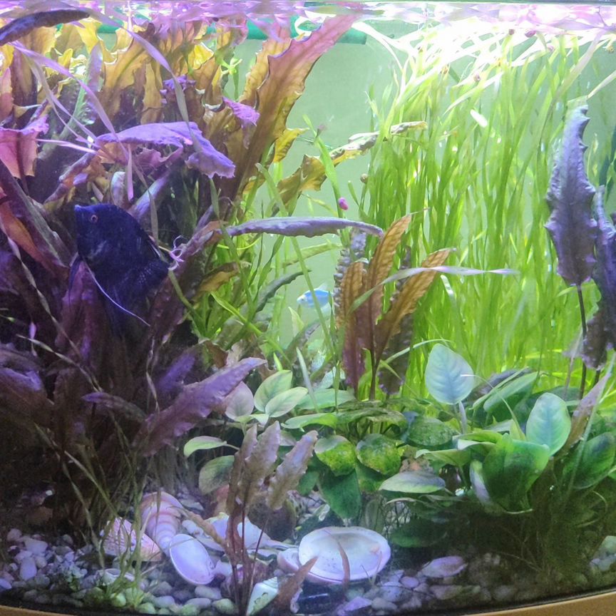 Аквариумные растения