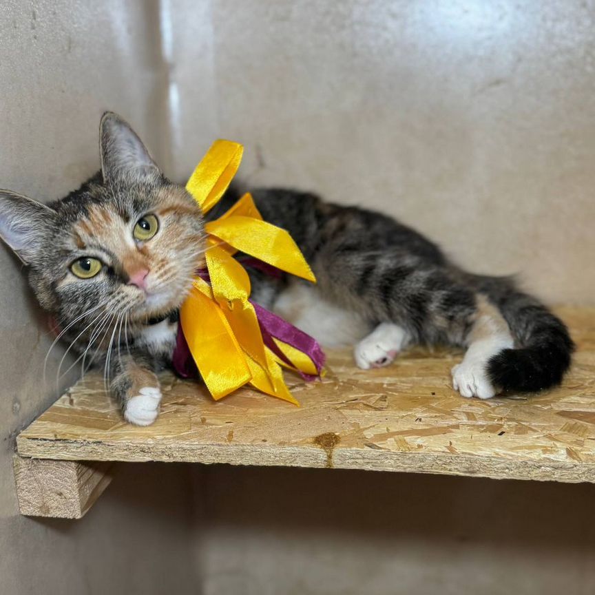 Взрослая, кошка в добрые руки