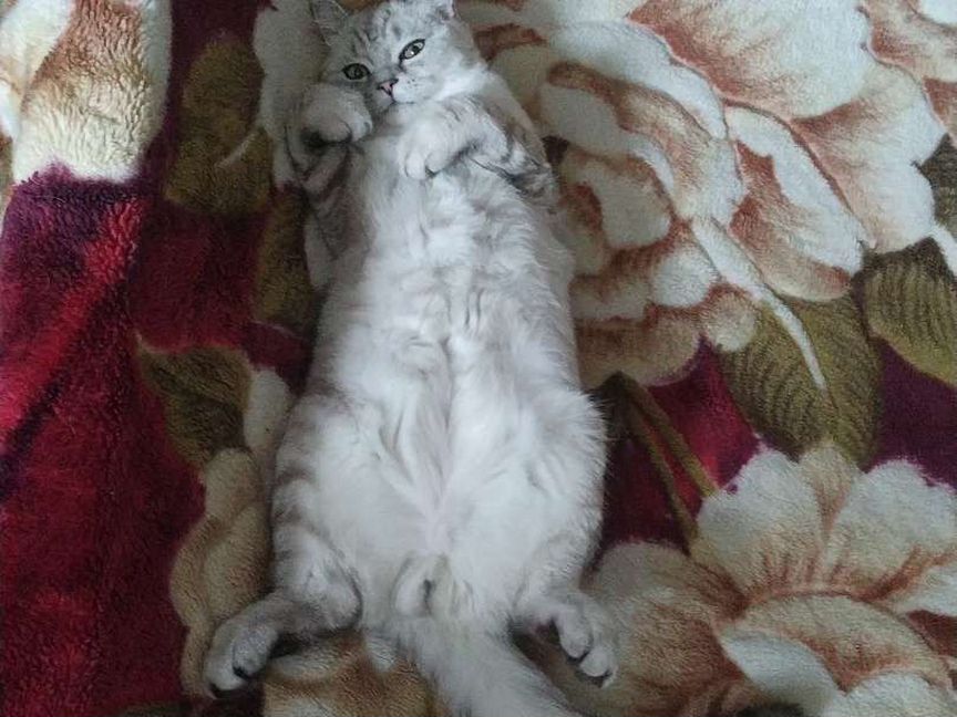 Британский кот на вязку