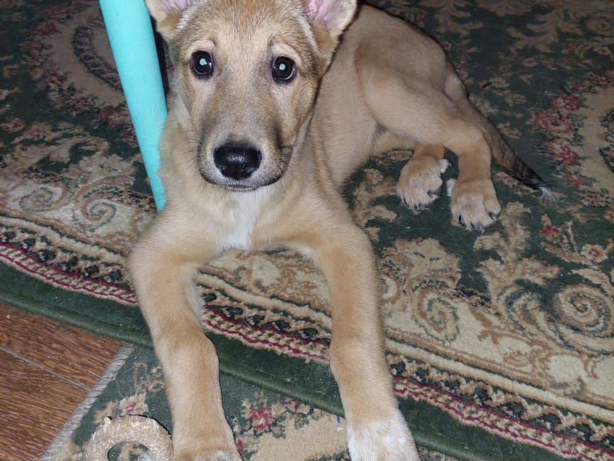 Щенок в добрые руки