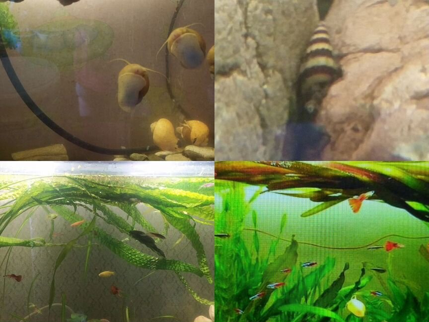 Аквариумные рыбки и растения