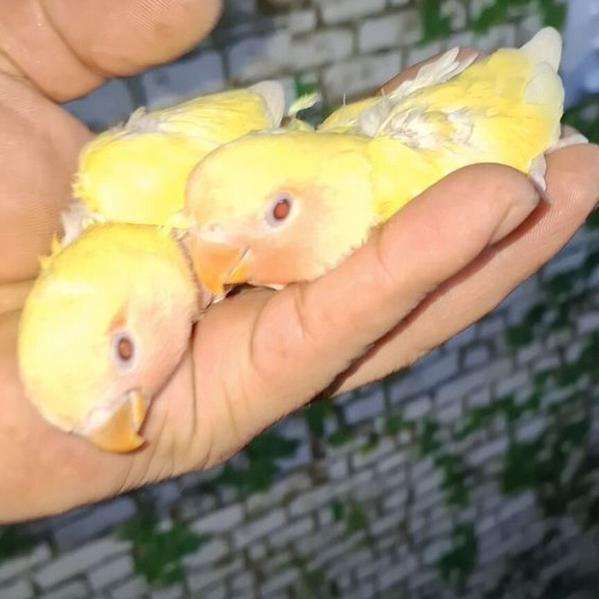 Попугай неразлучники