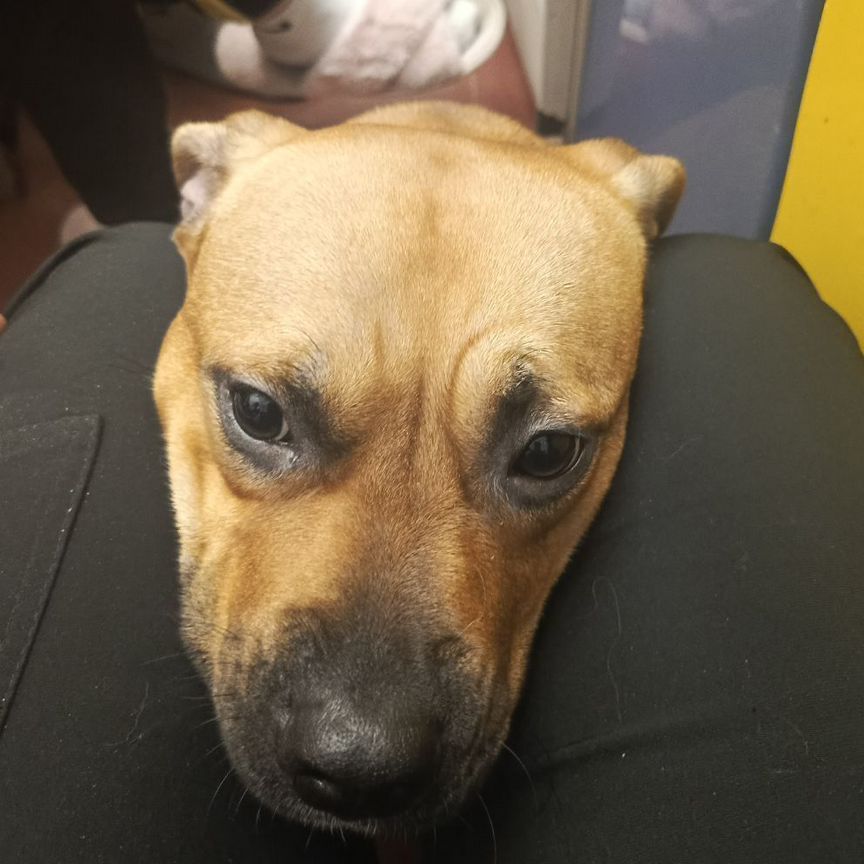 Американский питбультерьер, взрослая собака