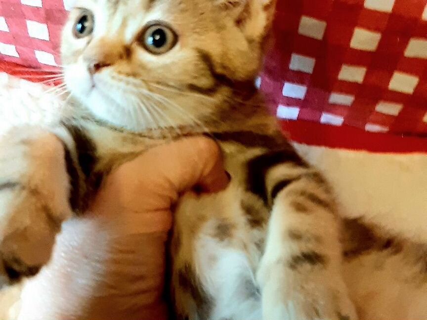 Шотландский котик