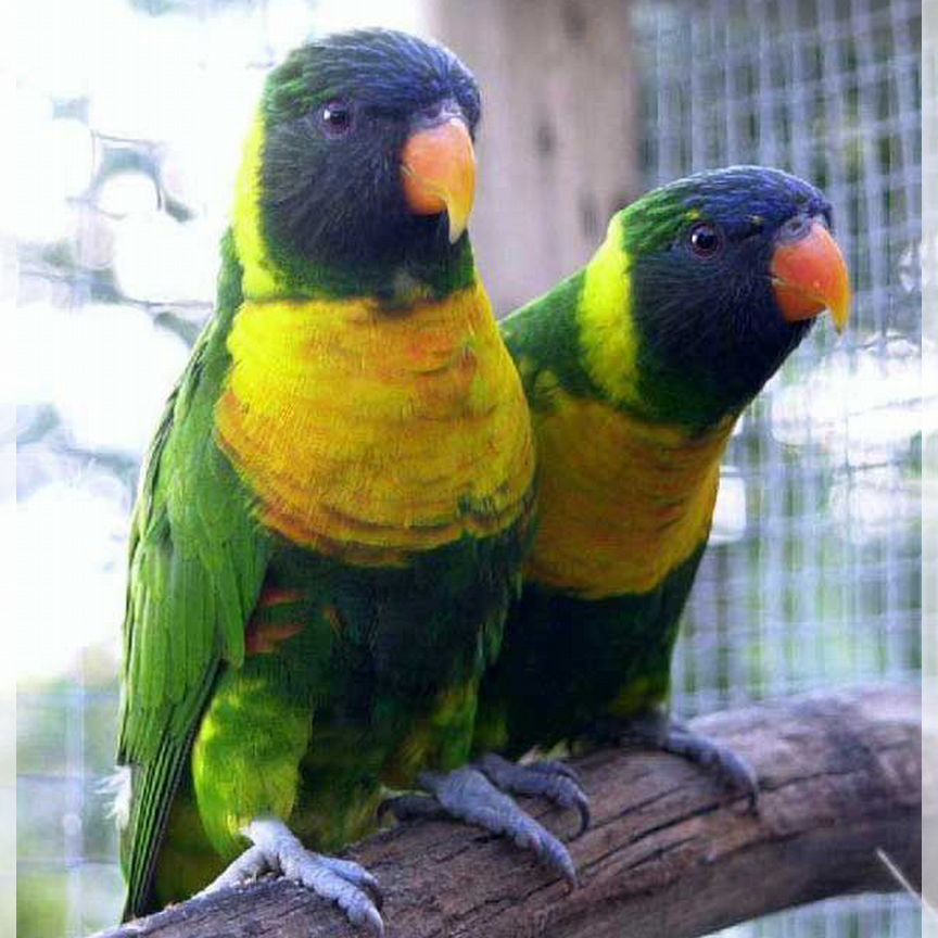 Попугай лорикет Эдварда выкормыш