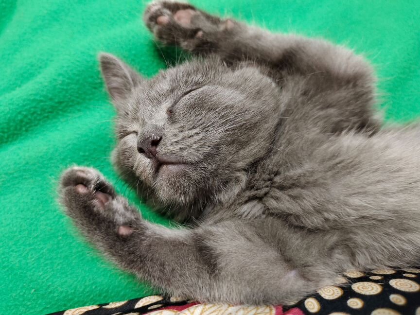 Котенок