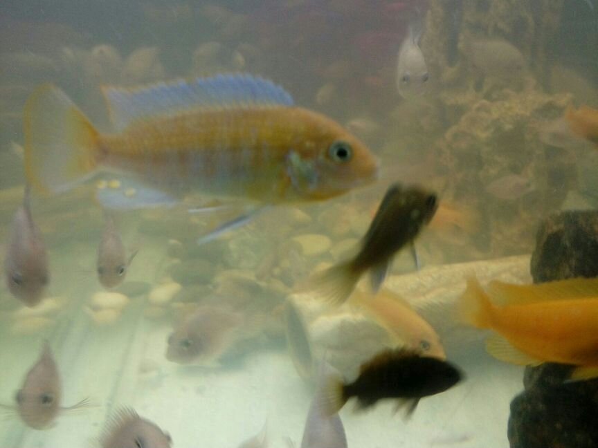 Аквариумные рыбки