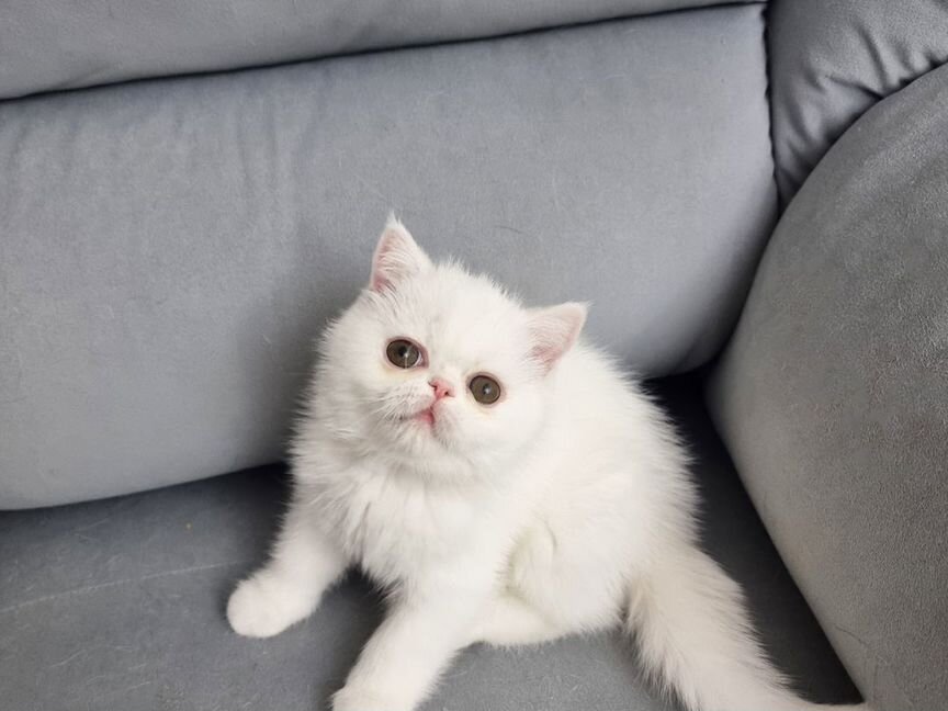 Белоснежная малышка Диана