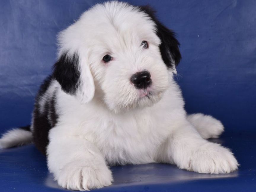 Староанглийская овчарка