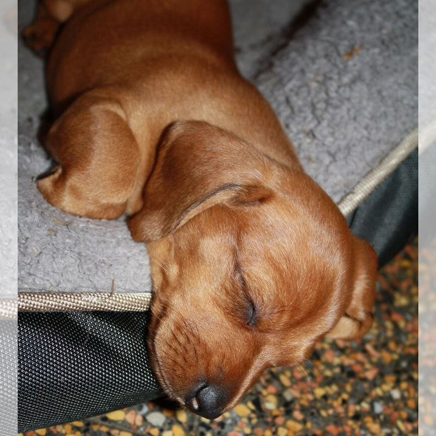 Такса, щенок